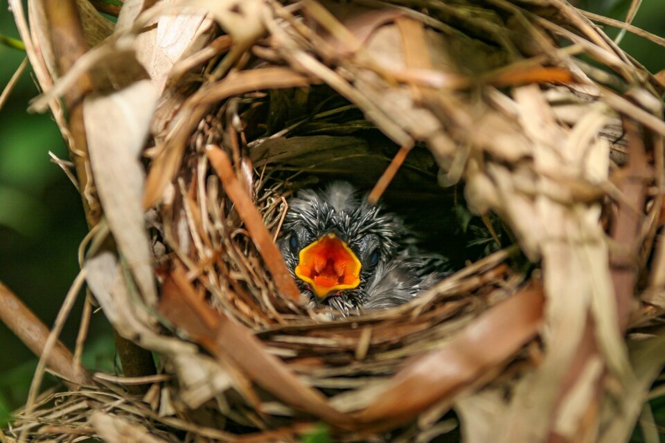 새봄을 알리는 청아한 울음소리…휘파람새